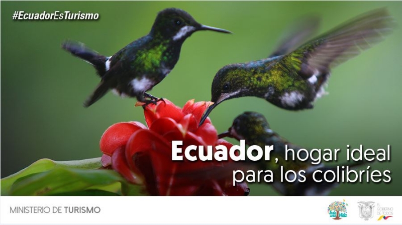 Noticias Ecuador, hogar ideal de los colibríes