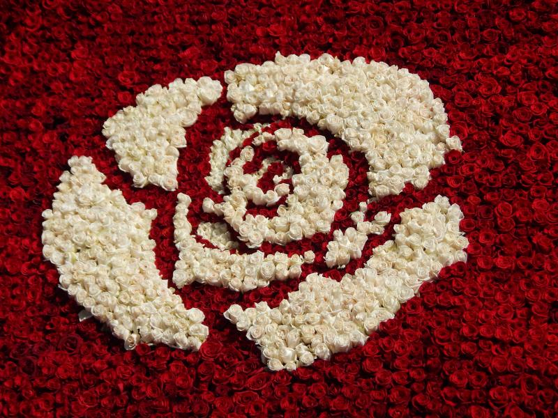 Info Rosas de Tabacundo | Pedro Moncayo - Pichincha, Ecuador