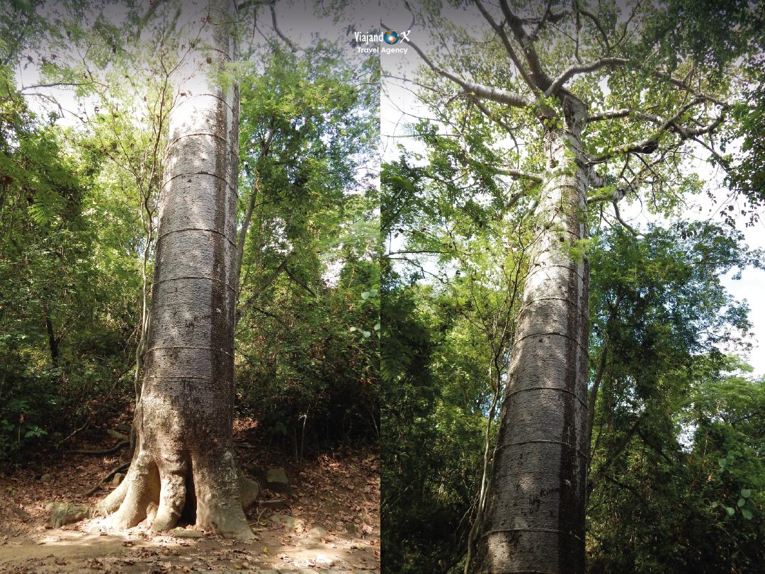 Bosque Petrificado de Puyango Ecuador