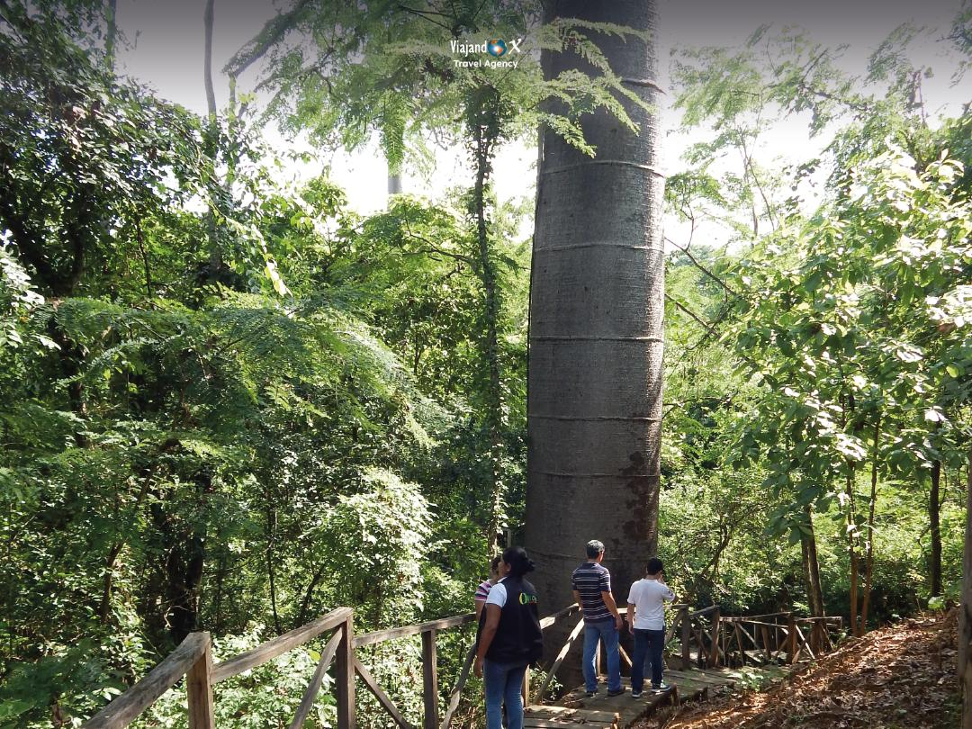 Bosque Petrificado de Puyango Ecuador