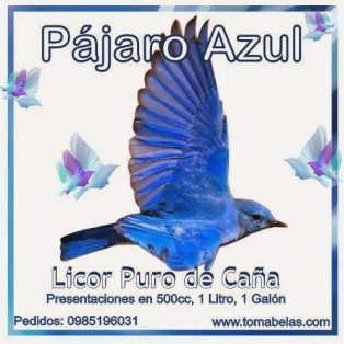 Pájaro Azul Guaranda, Bolívar - Ecuador