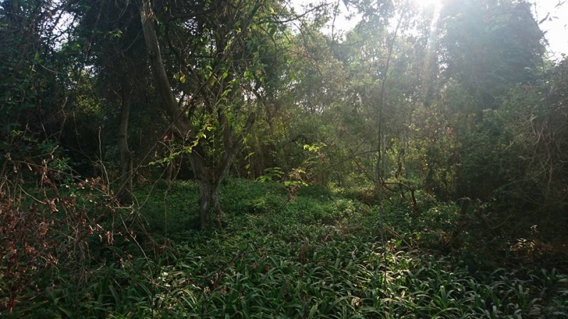 Isla Santay Guayaquil Ecuador